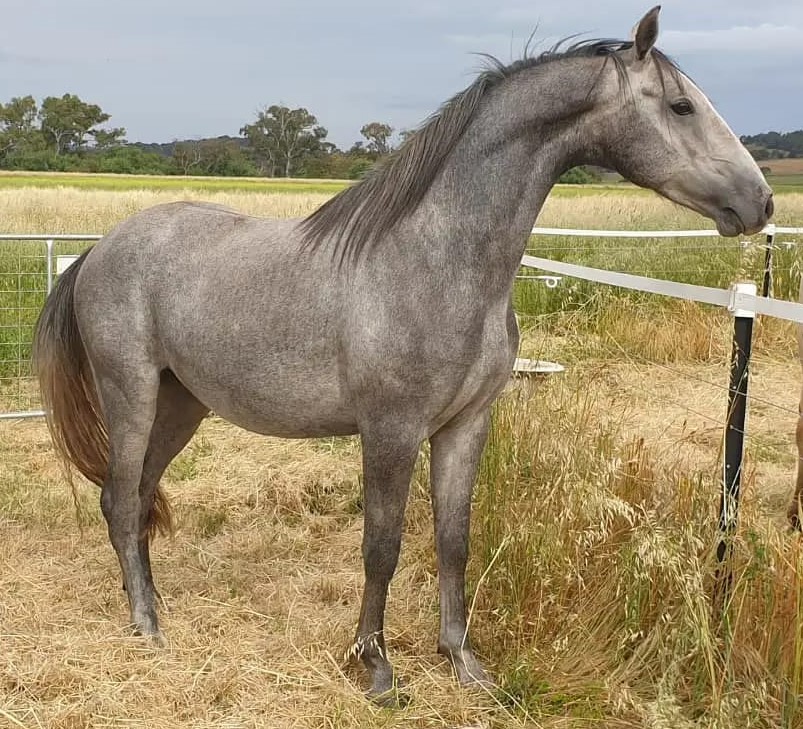 Breeding Philosophy – Libertas Lipizzaners